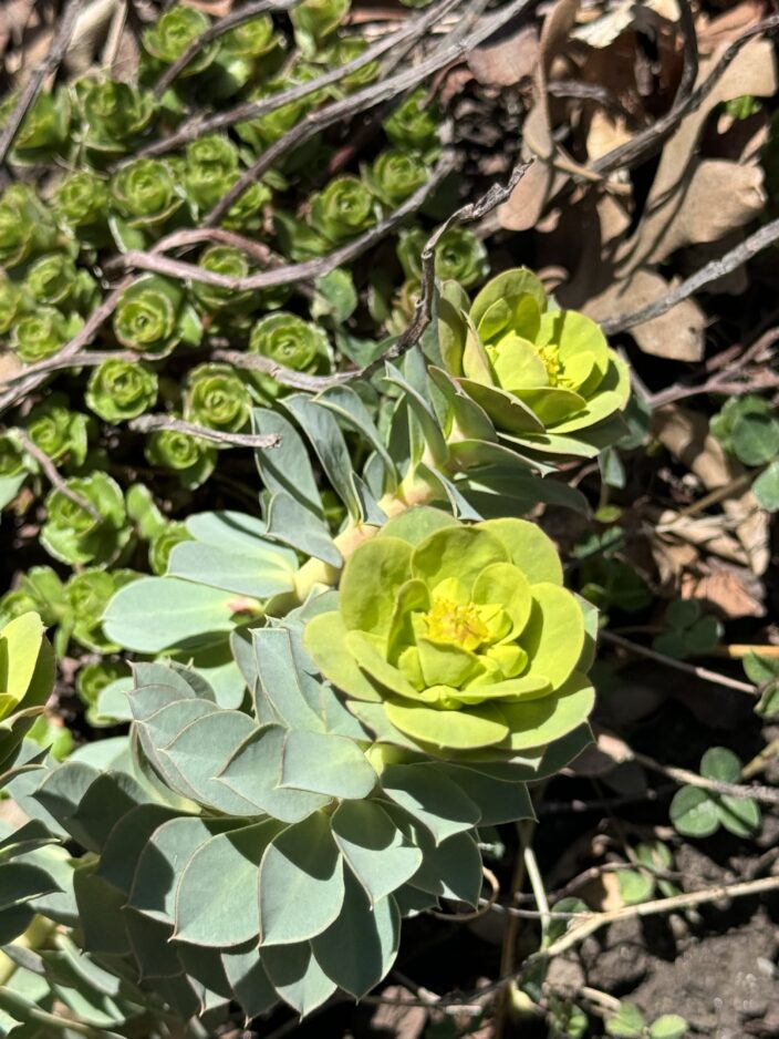 USU Extension, arborist warning public about invasive myrtle spurge ...